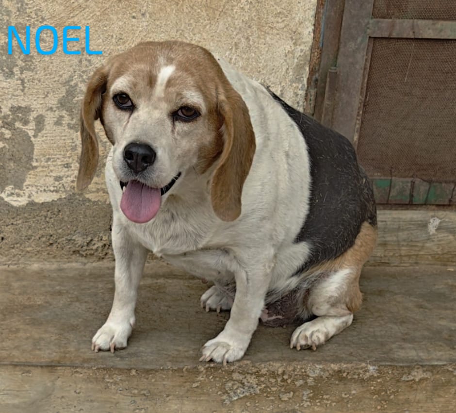 NOEL – Furry Rescue